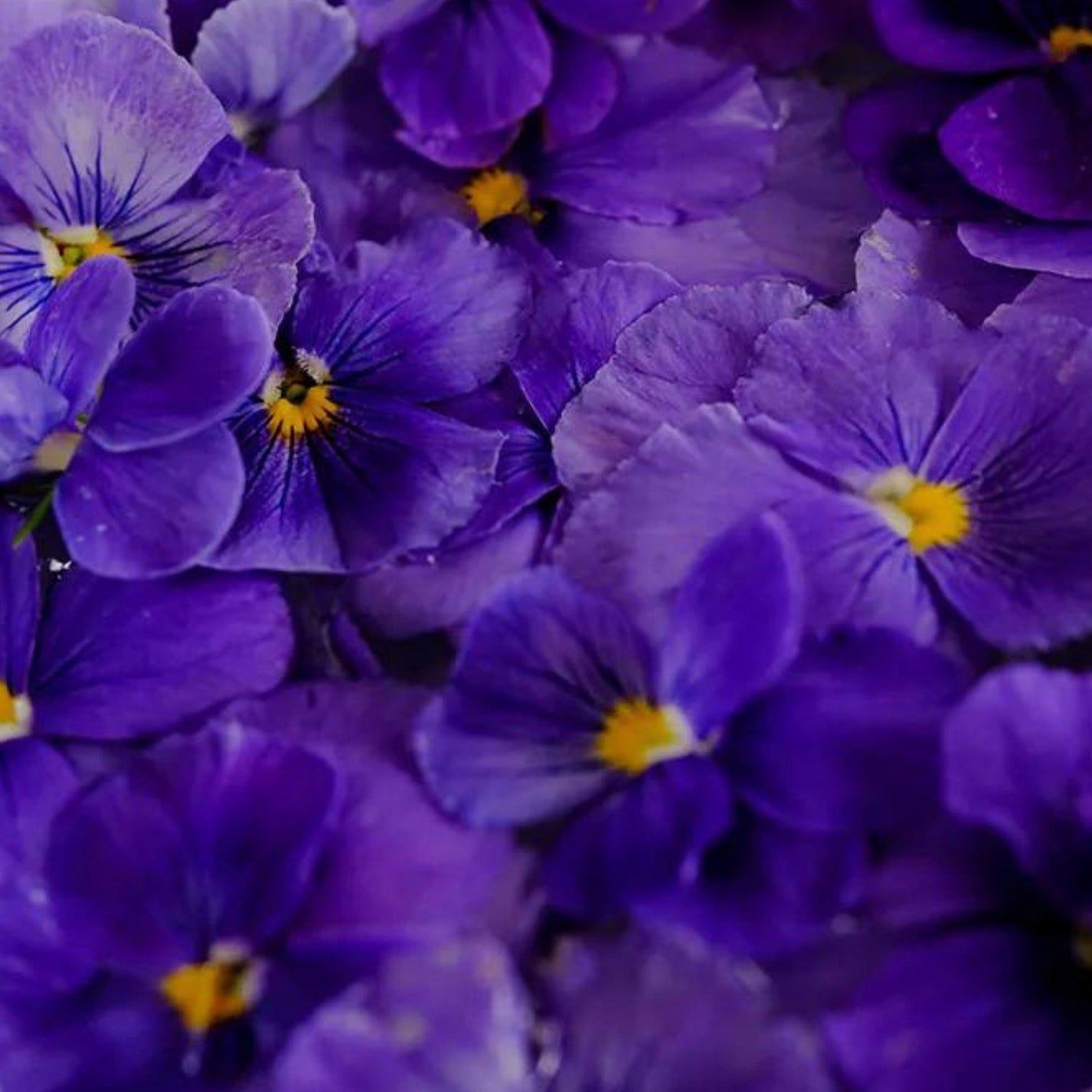 Blue Perfection' Horned Violet – Jardineries Botanix