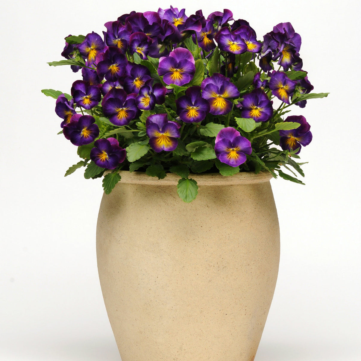 Halo Violet' Horned Violet – Jardineries Botanix