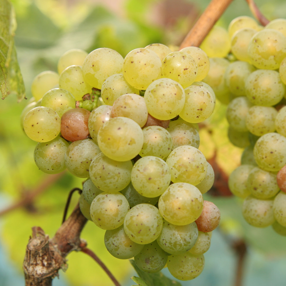 Vigne 'Prairie Star' | Ultra-Rustique, Vin | Botanix – Jardineries Botanix