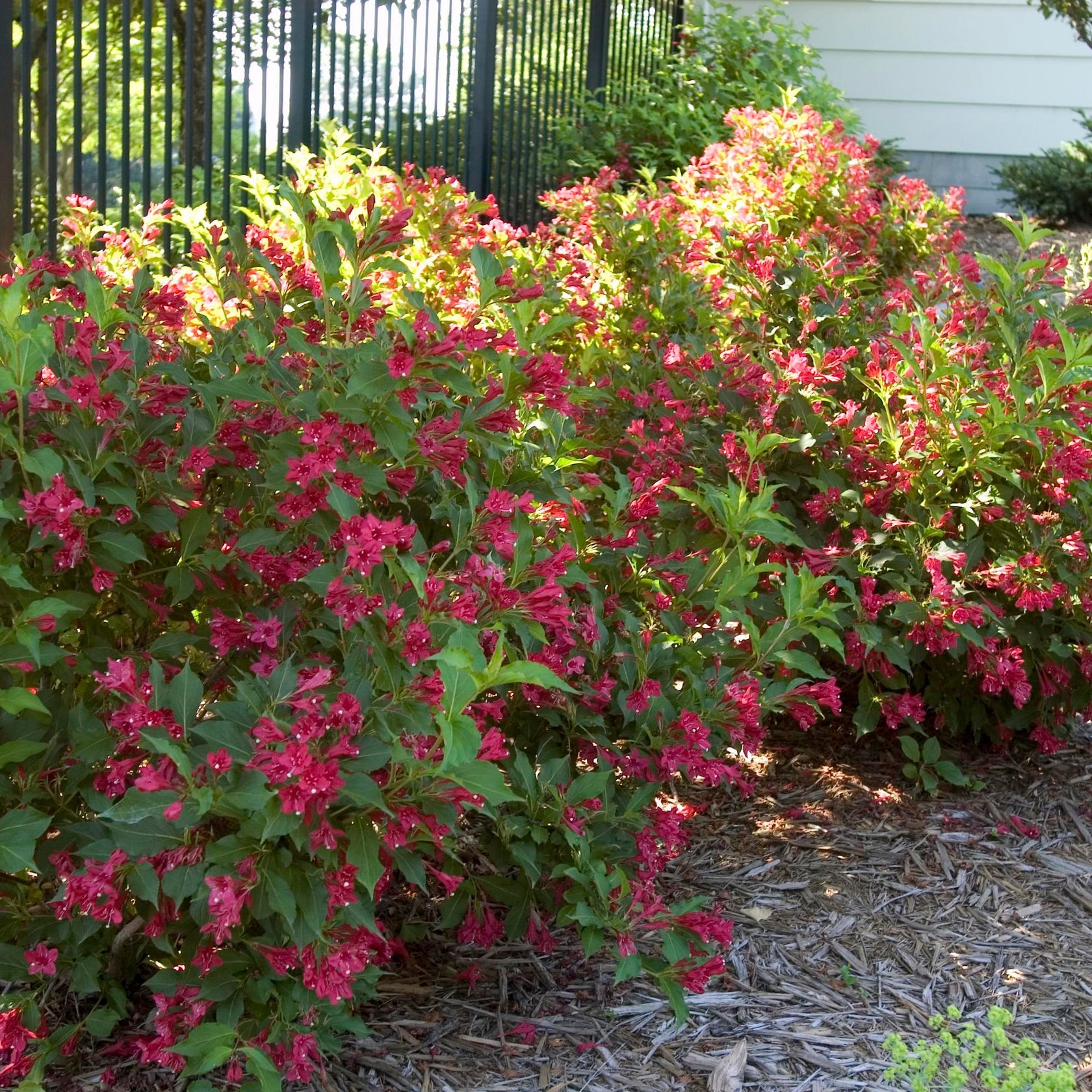 Weigela 'Red Prince' – Jardineries Botanix