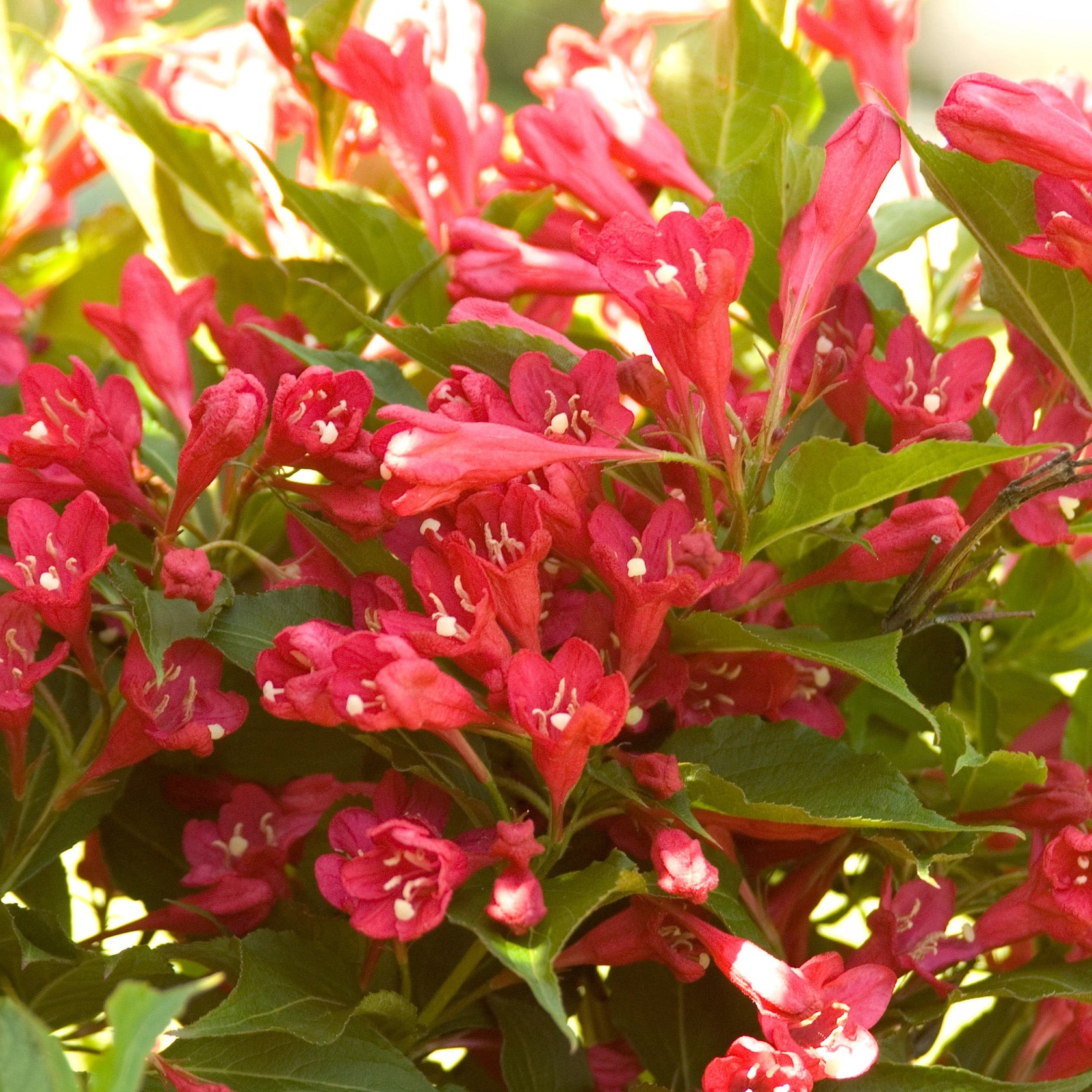 Weigela 'Red Prince' – Jardineries Botanix