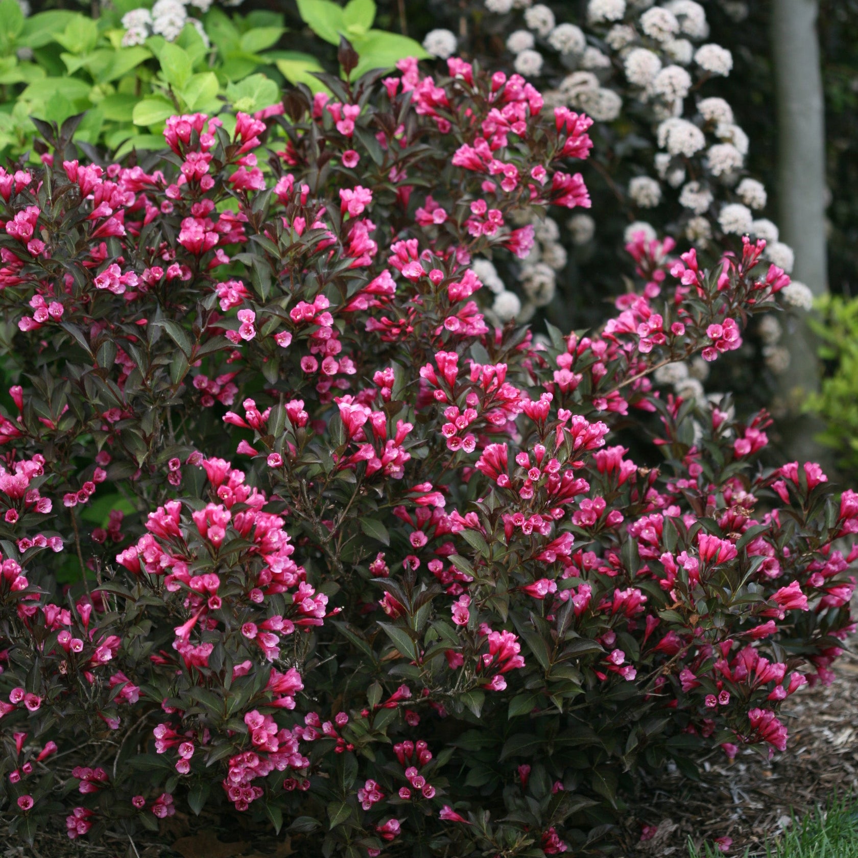 Contraste Époustouflant | Weigela 'Wine & Roses' | Weigela florida ...