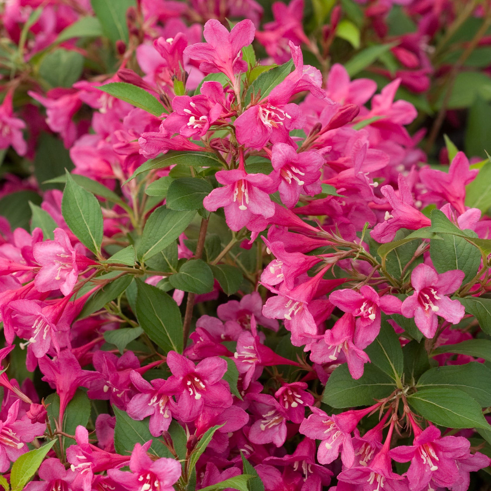 Weigela Sonic Bloom® Wine | Botanix – Jardineries Botanix