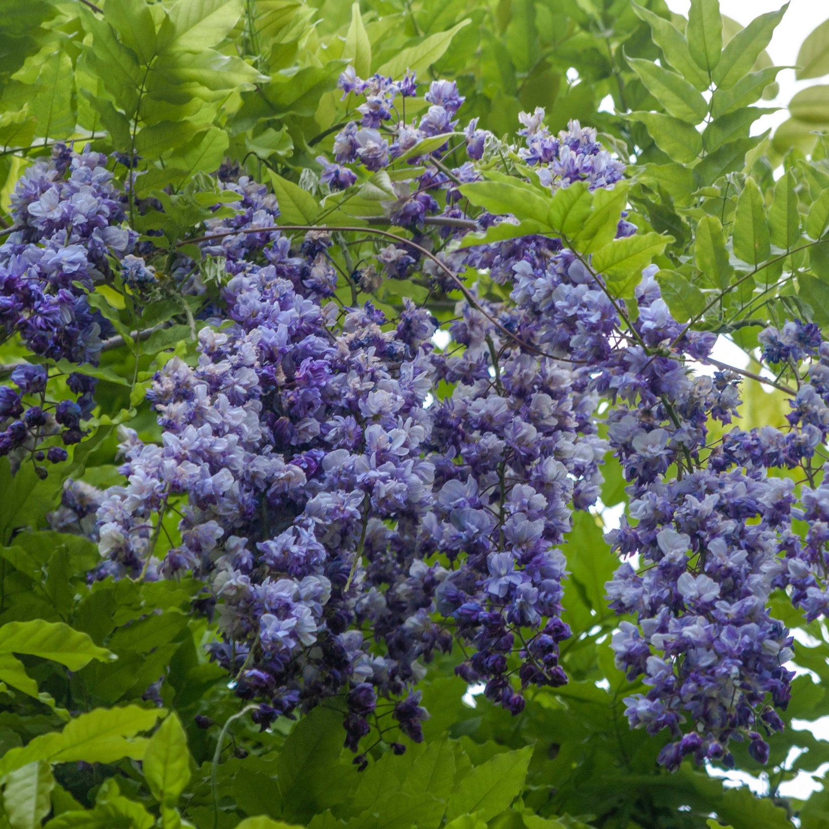 Wisteria Blue Moon Fragrant Blue Cascade For Pergolas Botanix