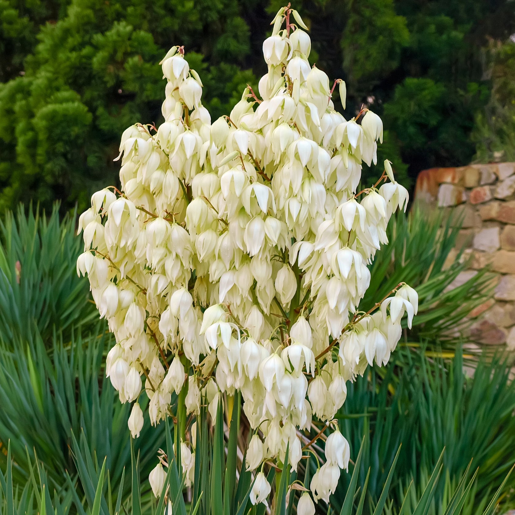 Adam's Needle – Jardineries Botanix