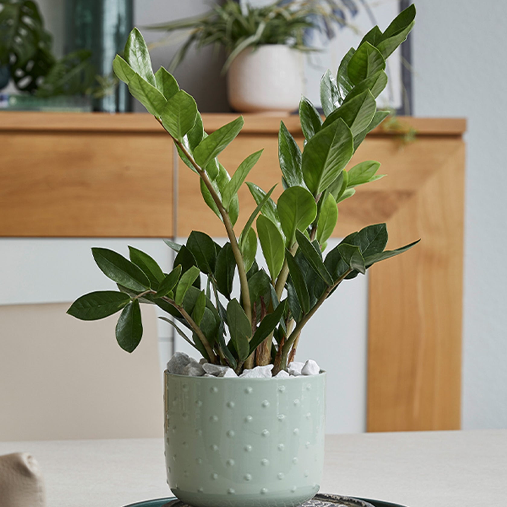 Plante ZZ | La Plante d'Intérieur Indestructible | Zamioculcas ...