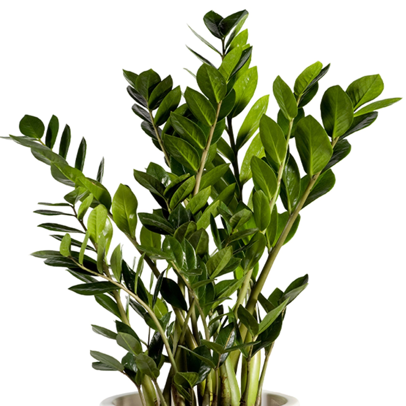 Plante ZZ | La Plante d'Intérieur Indestructible | Zamioculcas ...