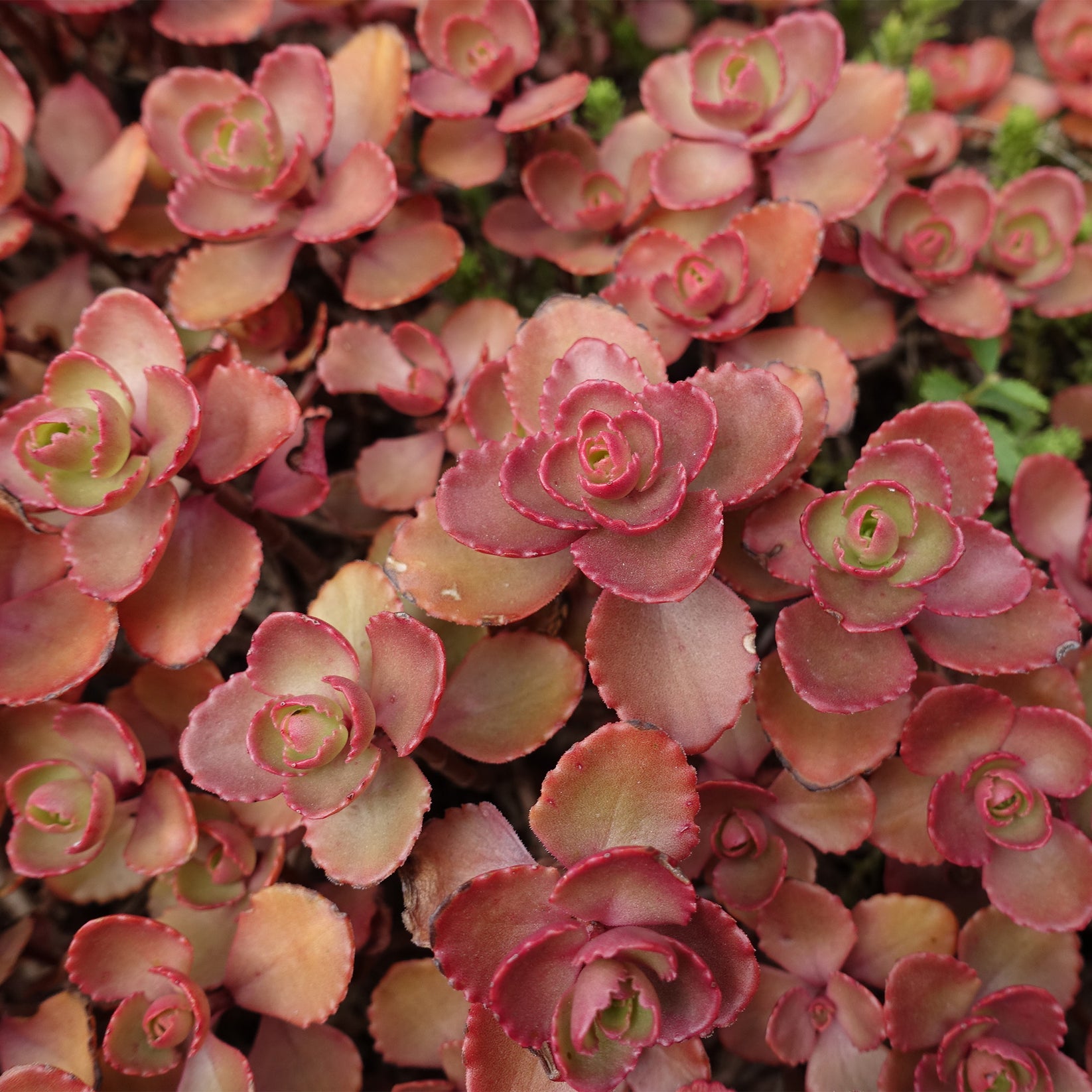 Red Carpet' Stonecrop – Jardineries Botanix